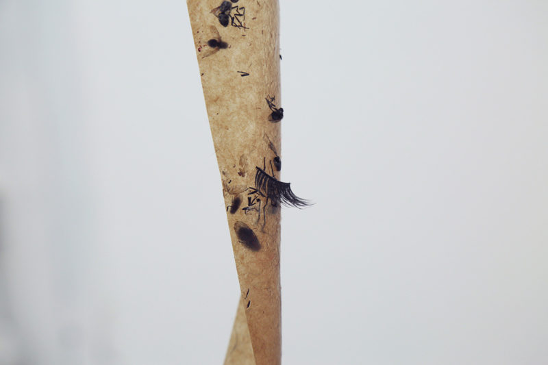 Animal Love: Catherine P. at Egret Egress - Peripheral Review